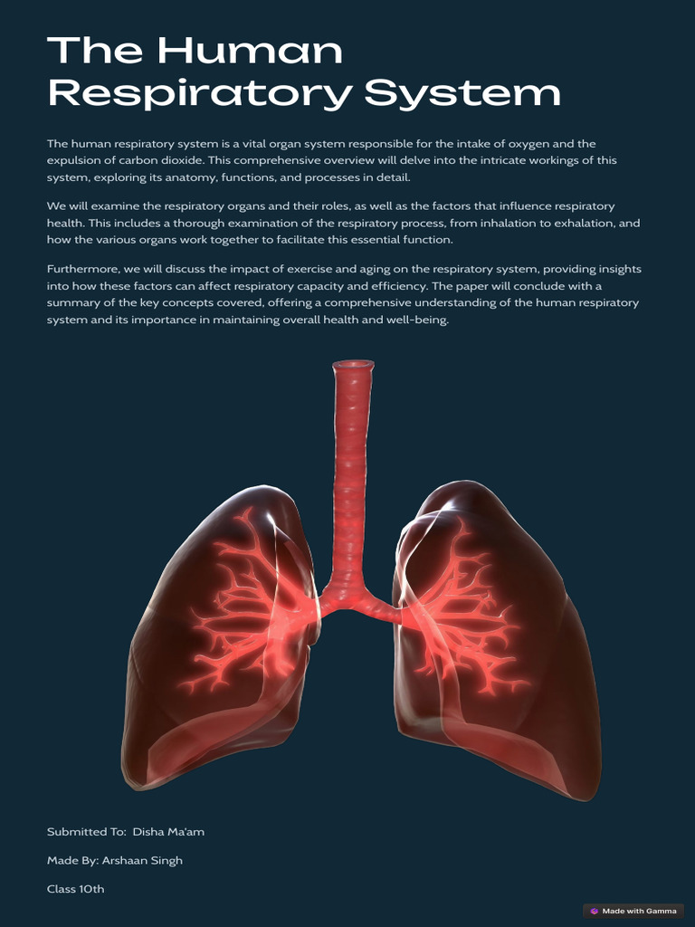 Overview of the Human Respiratory System | PDF | Respiratory Tract | Lung
