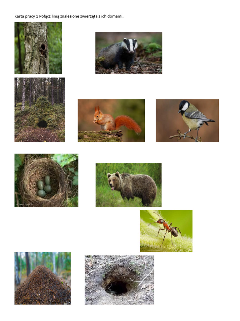 Zwierzeta I Ich Domy | PDF