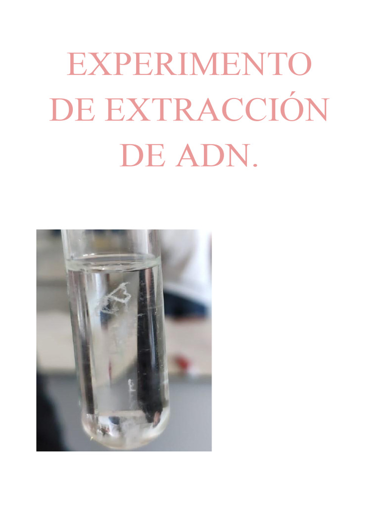 Saponificación y Extracción ADN | PDF | Ácidos nucleicos | Adn