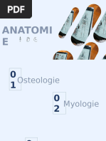 Anatomie Van de Heup | PDF