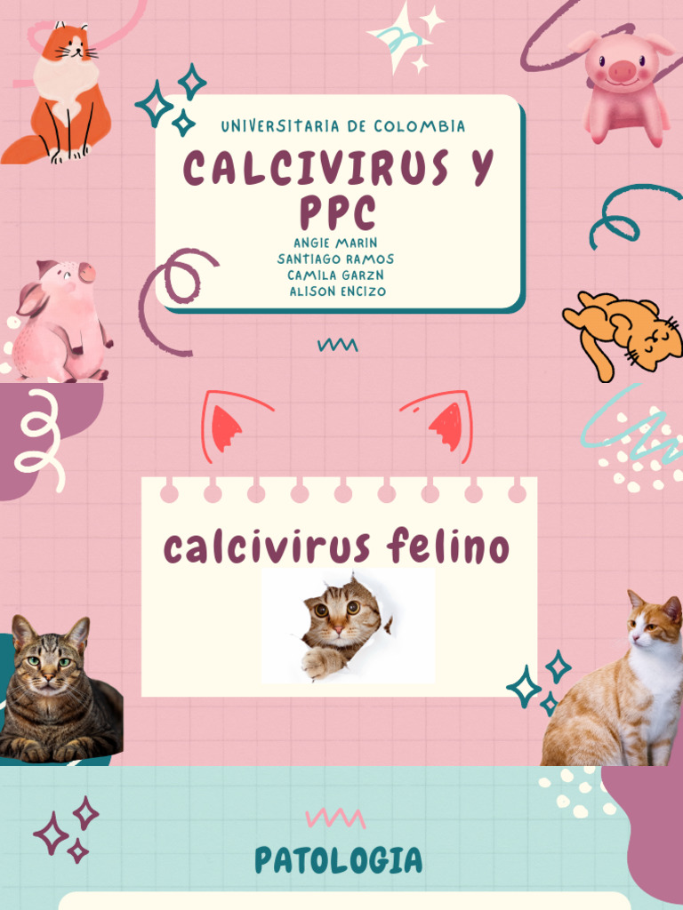 Calicivirus Felino: Patología y Tratamiento | PDF | Virus | Infección