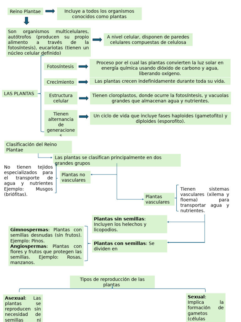 Reino Plantae | PDF | Plantas | Organismos