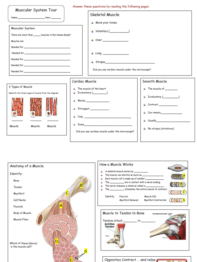 Muscular System Tour Activity Form | PDF | Skeletal Muscle | Anatomy