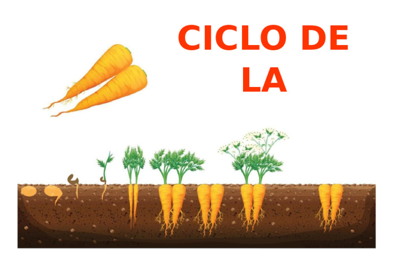 Ciclo de La Zanahoria | PDF
