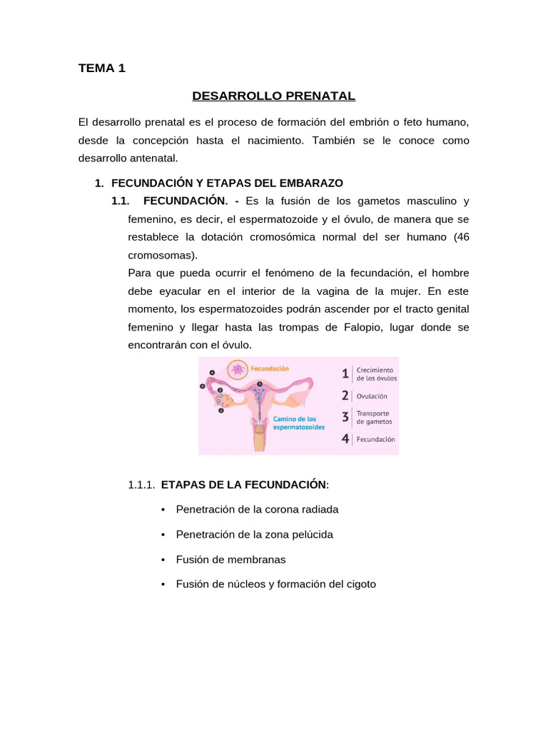 TEMA 1 DESARROLLO FETAL completo[1] | PDF | Embrión | El embarazo