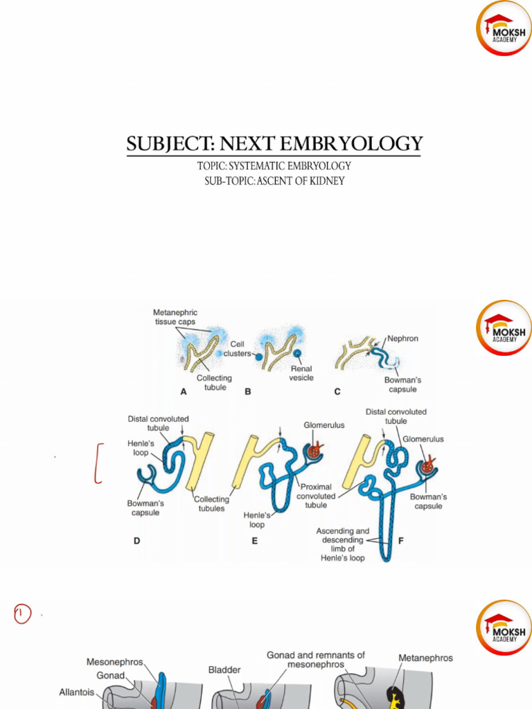 05 Ascent of Kidney | PDF