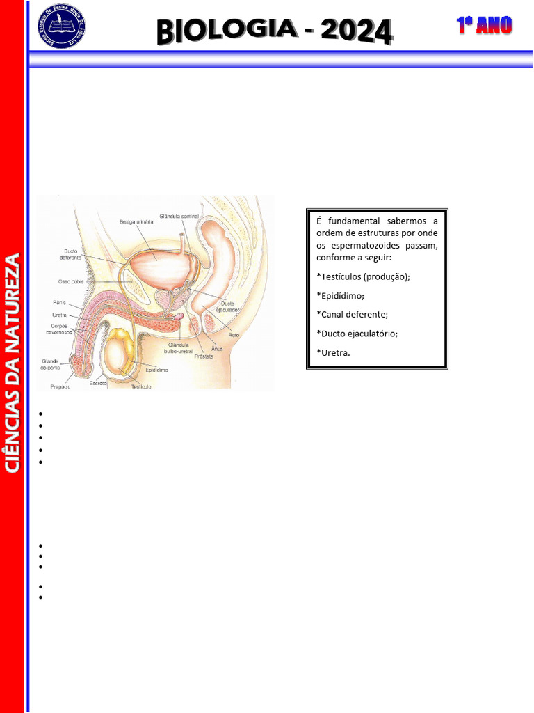 Apostila 1 º Ano - Biologia - Reprodução Humana | PDF | Menstruação ...