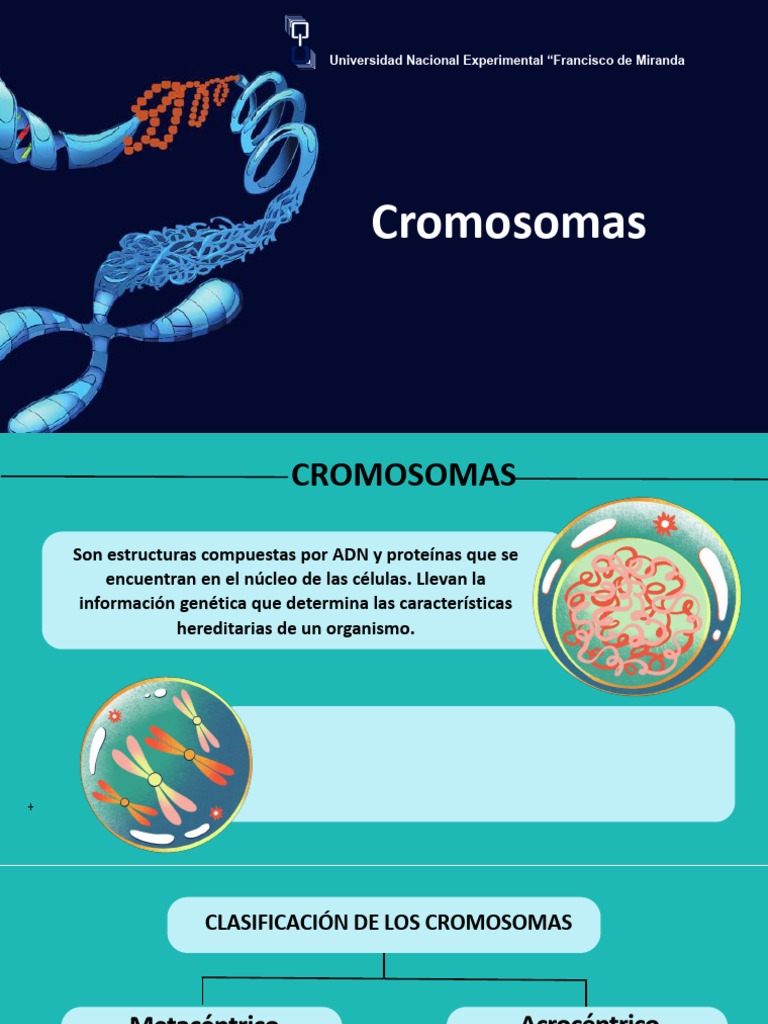 Cromosomas Patricia | PDF | Cromosoma | Cariotipo