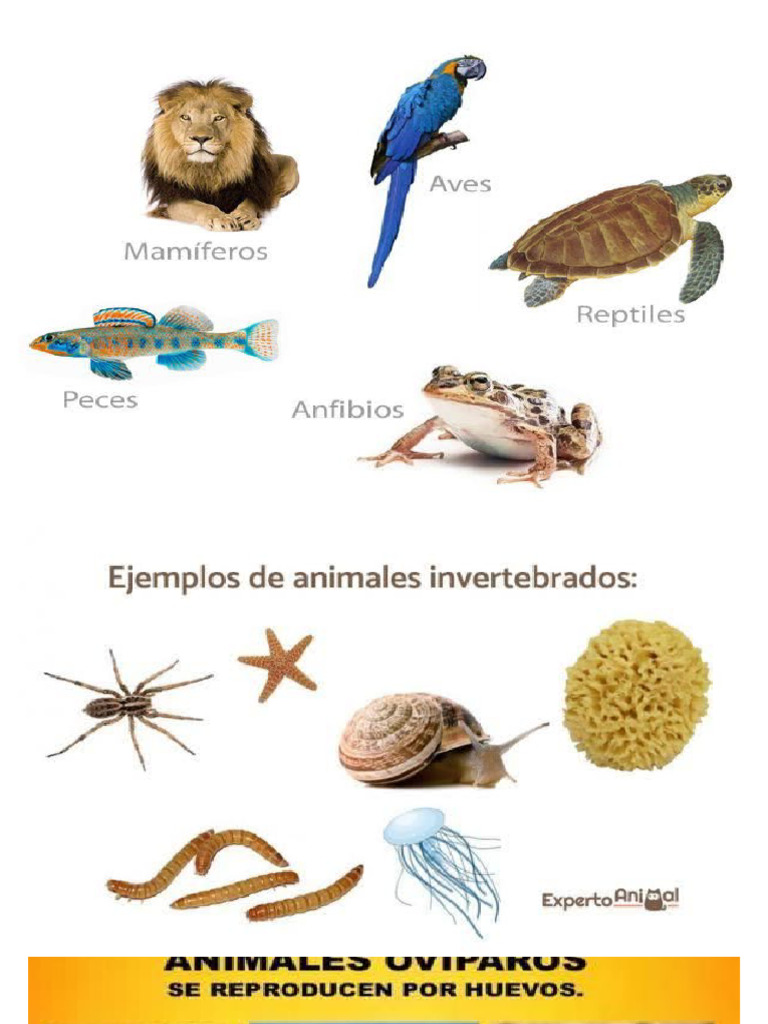Vertebrados y Invertebrado | PDF