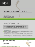 Anatomía Del Hueso Del Húmero Del Perro AnatomyLearner - El Lugar para ...