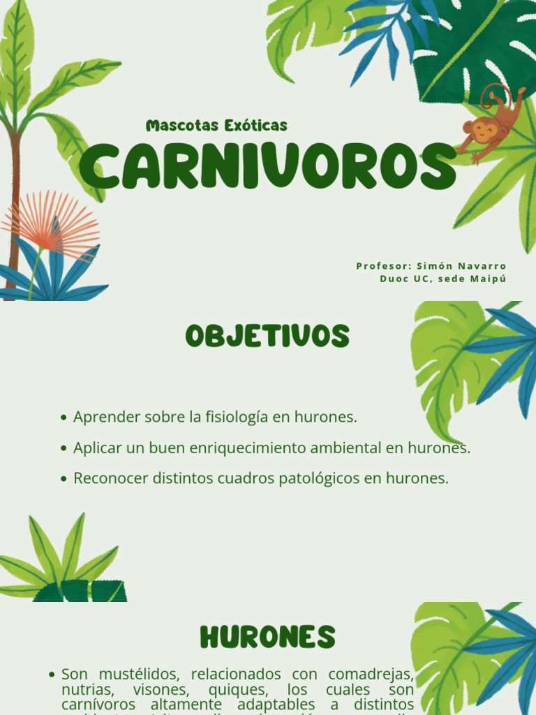 Cuidados y Enfermedades de Hurones | PDF | Influenza