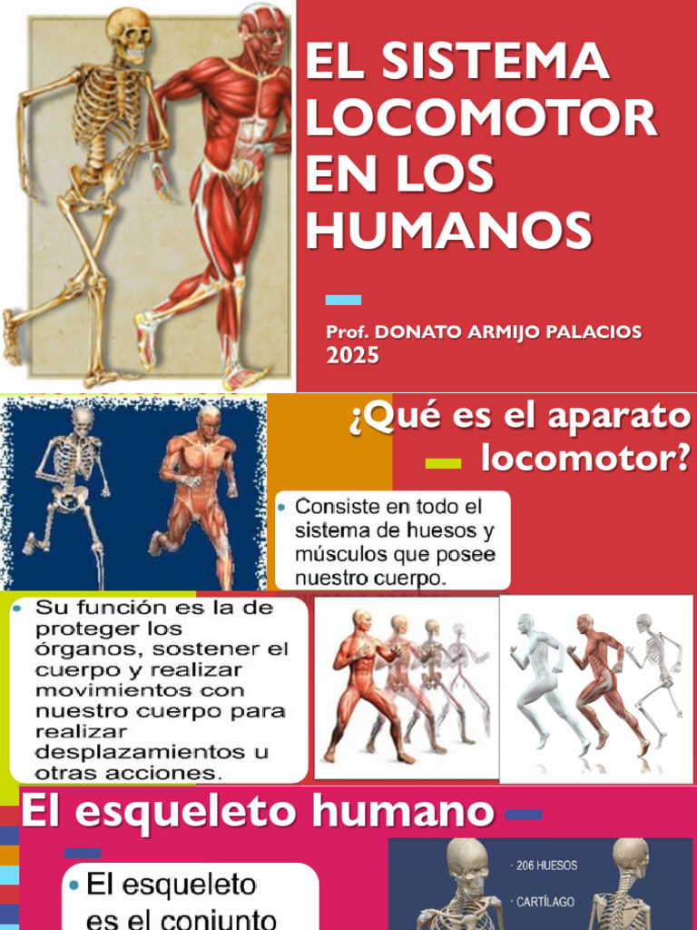 Sistema Locomotor Humano: Esqueleto y Funciones | PDF