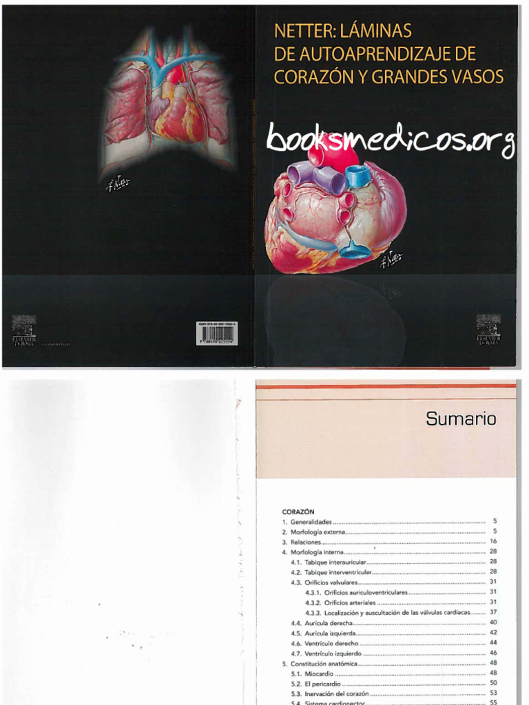 Netter Laminas de Autoaprendizaje de Corazon y Grandes Vasos | PDF
