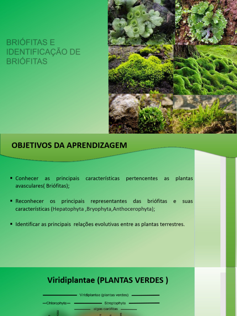 Aula 5 Briófitas DBI | PDF | Musgo | Plantas