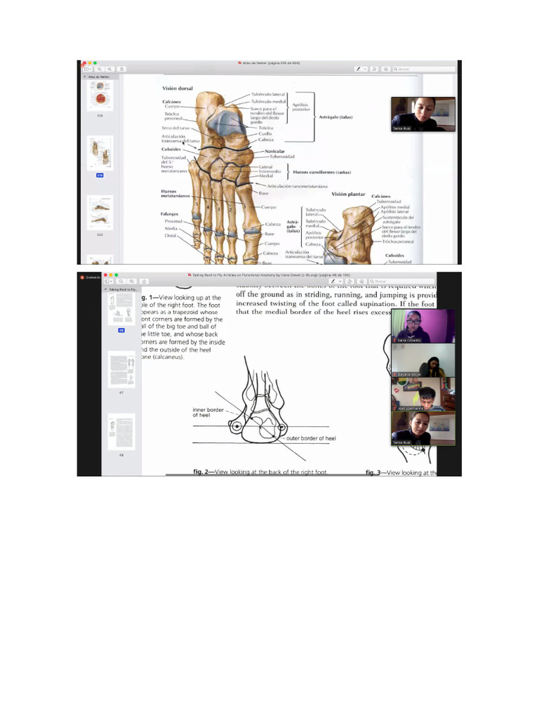 Anatomia - Pie | PDF