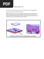 05 Tejidos Epiteliales III Especializaciones Del Dominio Basolateral ...