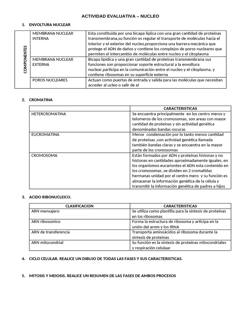 Actividad Evaluativa-Nucleo | PDF | Nucleo celular | Rna