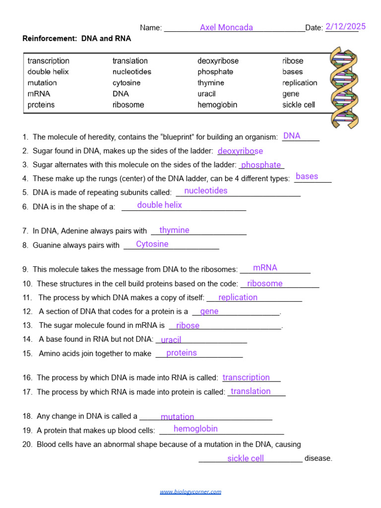 DNA and RNA Reinforcement Worksheet | PDF | Dna | Rna