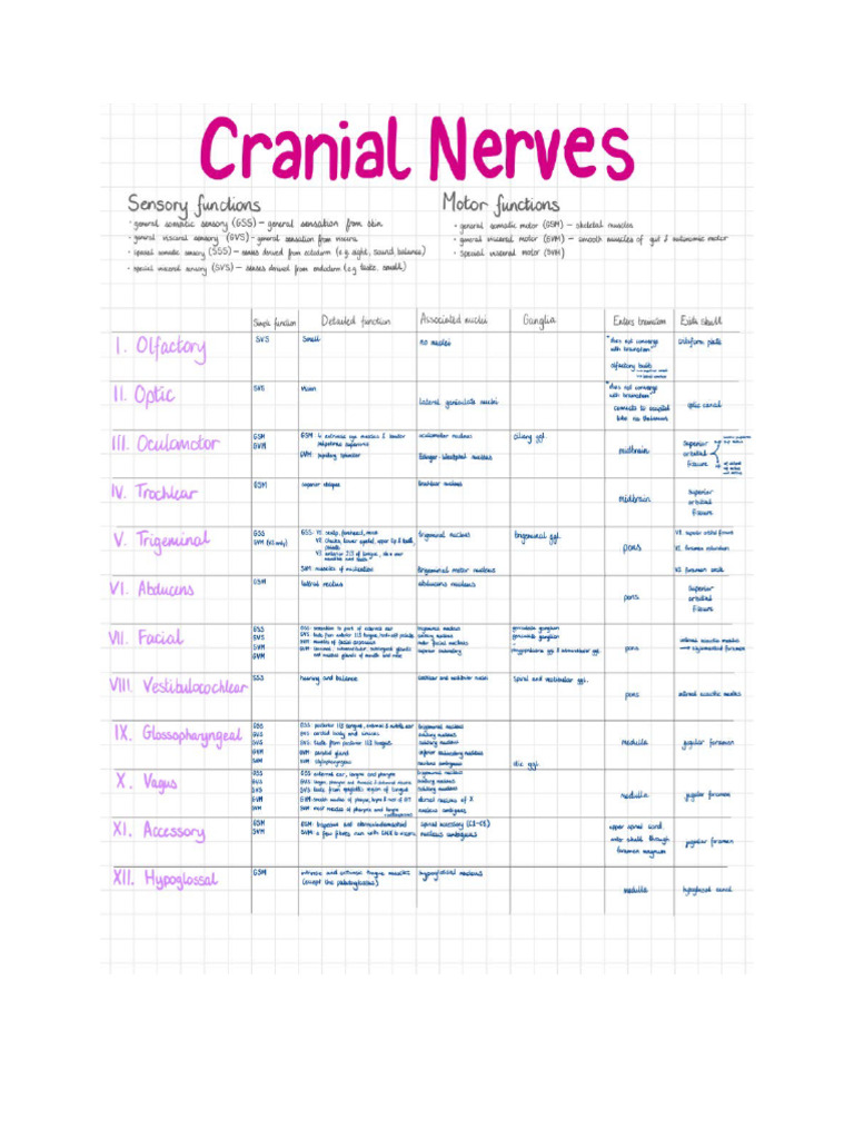 Cranial Nerves Chart | PDF