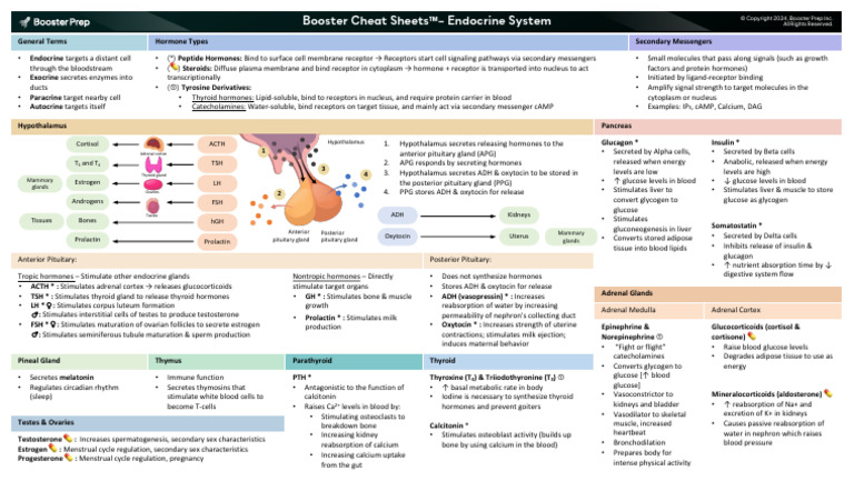 Booster Cheat Sheets - 22) Endocrine System | PDF | Endocrine System | Hormone