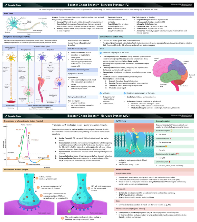 Booster Cheat Sheets - 17) Nervous System | PDF | Action Potential | Chemical Synapse