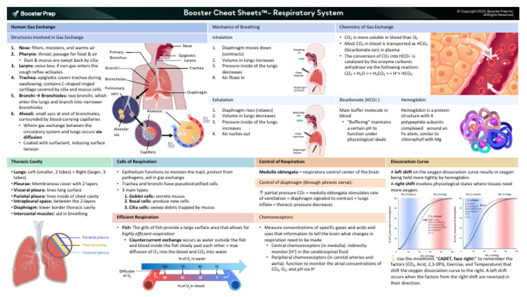 Booster Cheat Sheets - 12) Respiratory System | PDF | Respiratory ...
