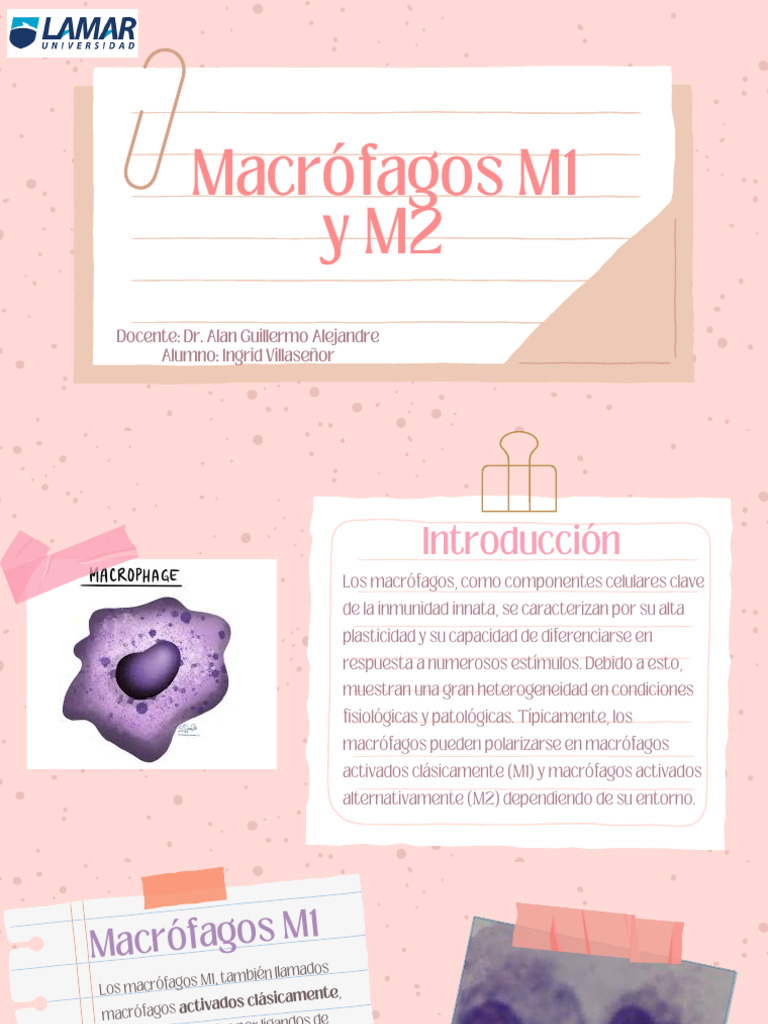 Polarización de Macrófagos M1 y M2 | PDF | Macrófago | Citocina