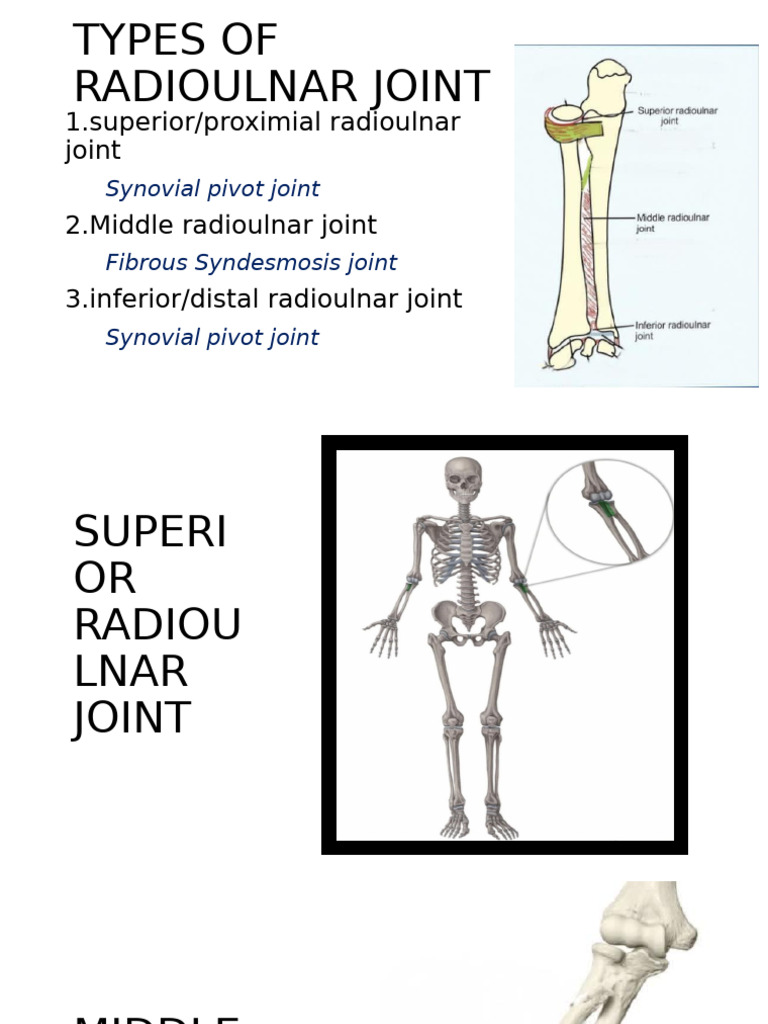 Types of Radioulnar Joints | PDF
