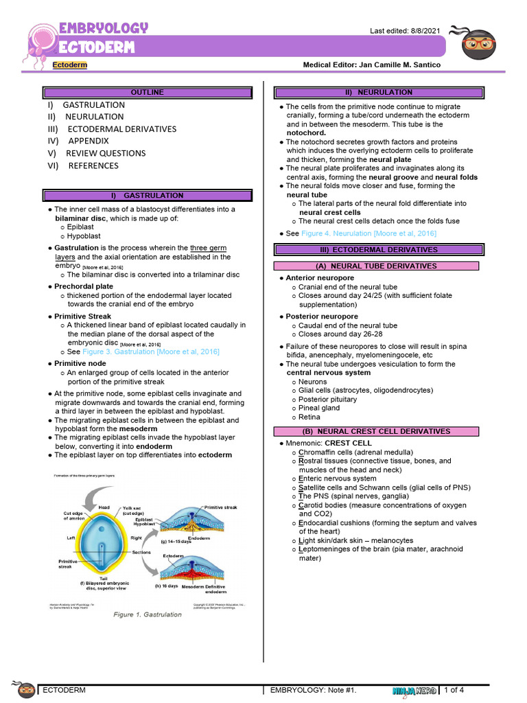 262 - Embryology Physiology) Ectoderm | PDF | Morphology (Biology ...