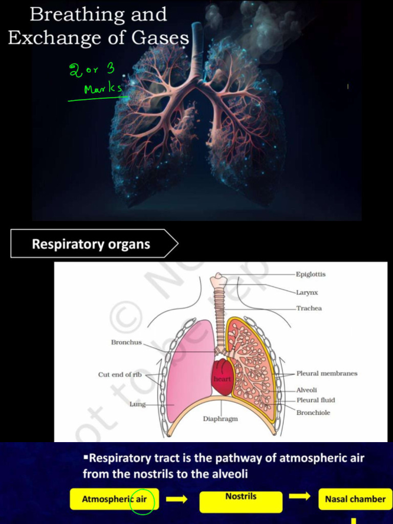 Exam Winner +1 Biology Breathing and Exchange, Bodyfluids & Circulation ...