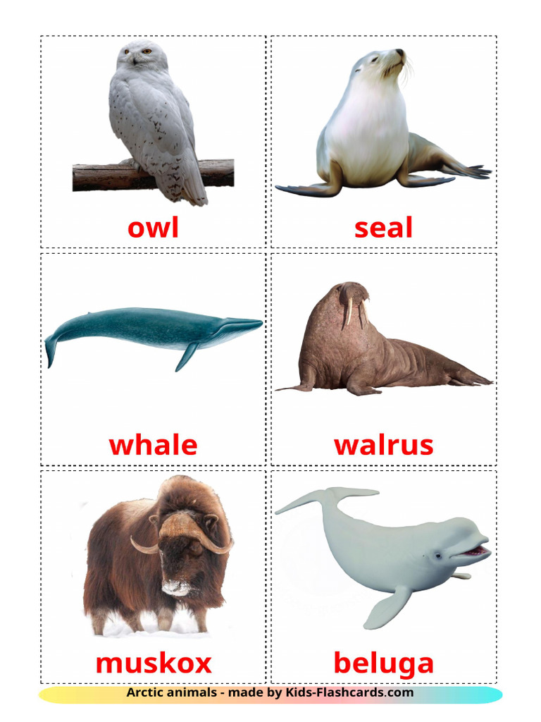 Flash Card-Arctic Animals | PDF