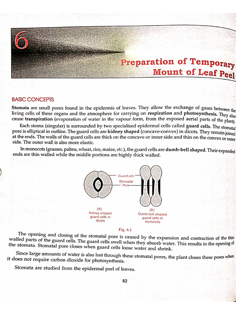 Observation of Stomata in Leaf | PDF