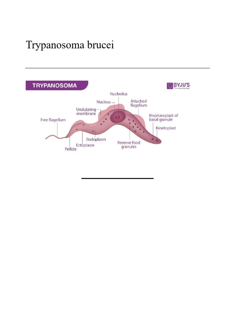 Trypanosoma Brucei Brucei - Gambiesee | PDF | Medical Specialties | Biology