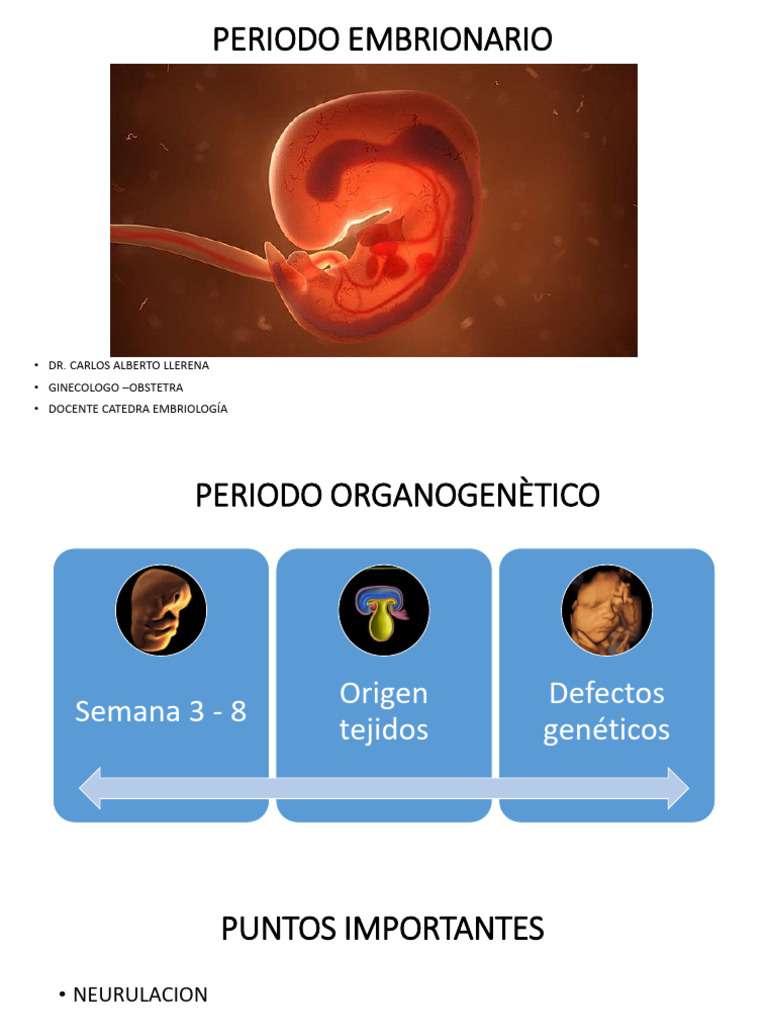 PERIODO EMBRIONARIO | PDF