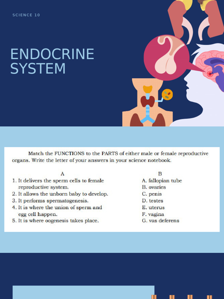 Reproductive System | PDF | Luteinizing Hormone | Ovary
