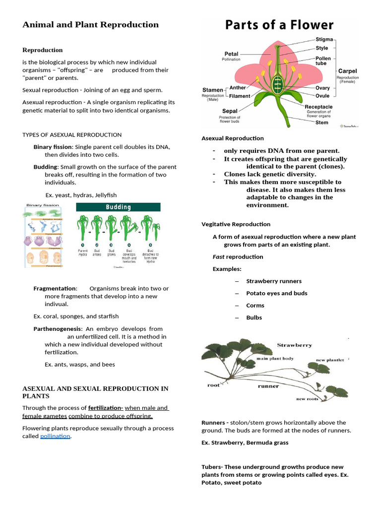 Animal and Plant Reproduction Methods | PDF | Reproduction | Sexual ...