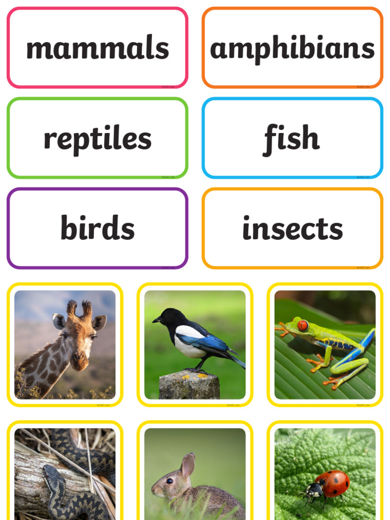 Animal Groups Sorting Cards | PDF