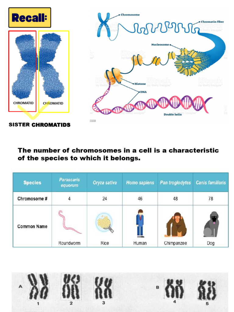 Mendelian Genetics and Cell Division | PDF | Dominance (Genetics ...