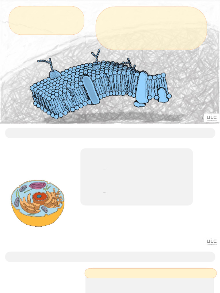 Lecture4 BioCellMol 2025 BIOING Membrane | PDF | Cell Membrane | Phospholipid