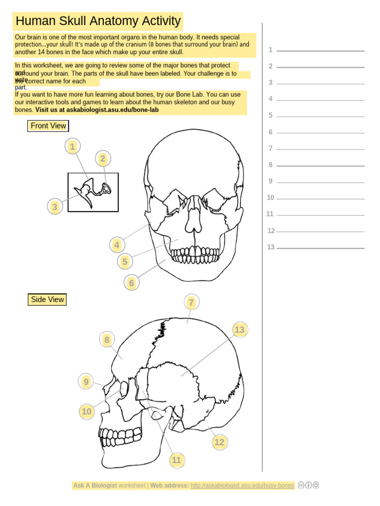 Aab Human Skull Anatomy Activity | PDF