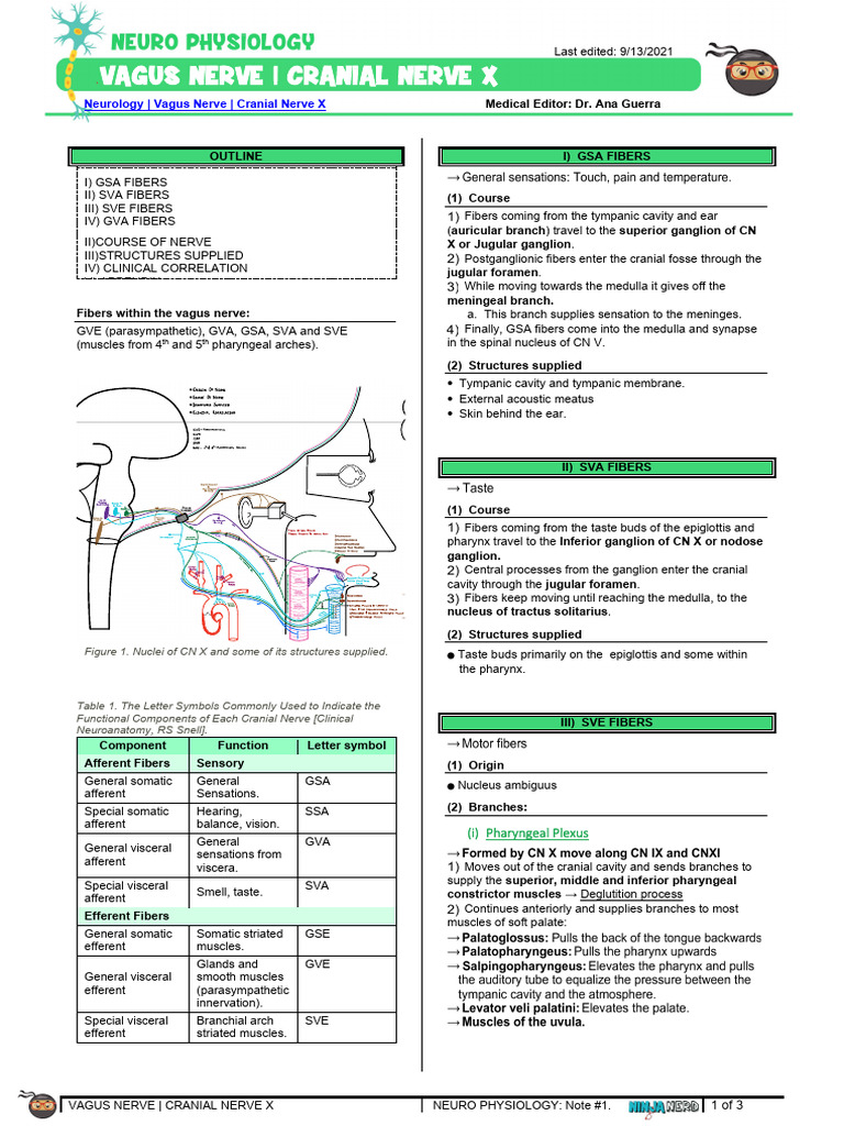 Vagus Nerve- Cranial Nerve X Atf | PDF | Larynx | Esophagus