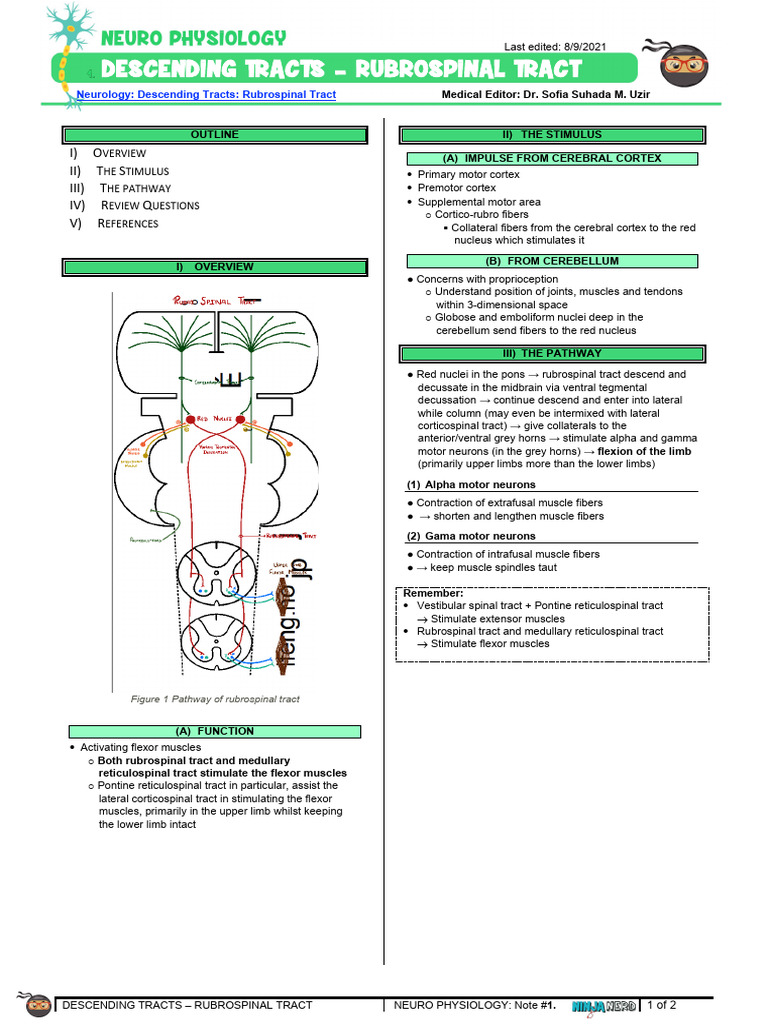 Descending Tracts - Rubrospinal Tract Atf | PDF | Spinal Cord | Cerebellum