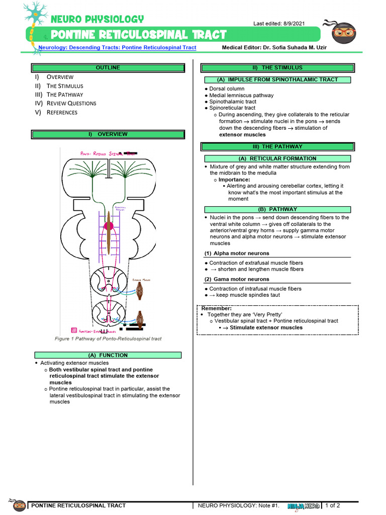Descending Tracts - Pontine Reticulospinal Tract Atf | PDF | Spinal ...