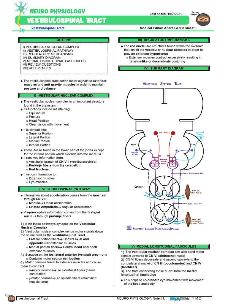 Descending Tracts - Vestibulospinal Tract Atf | PDF | Human Anatomy ...
