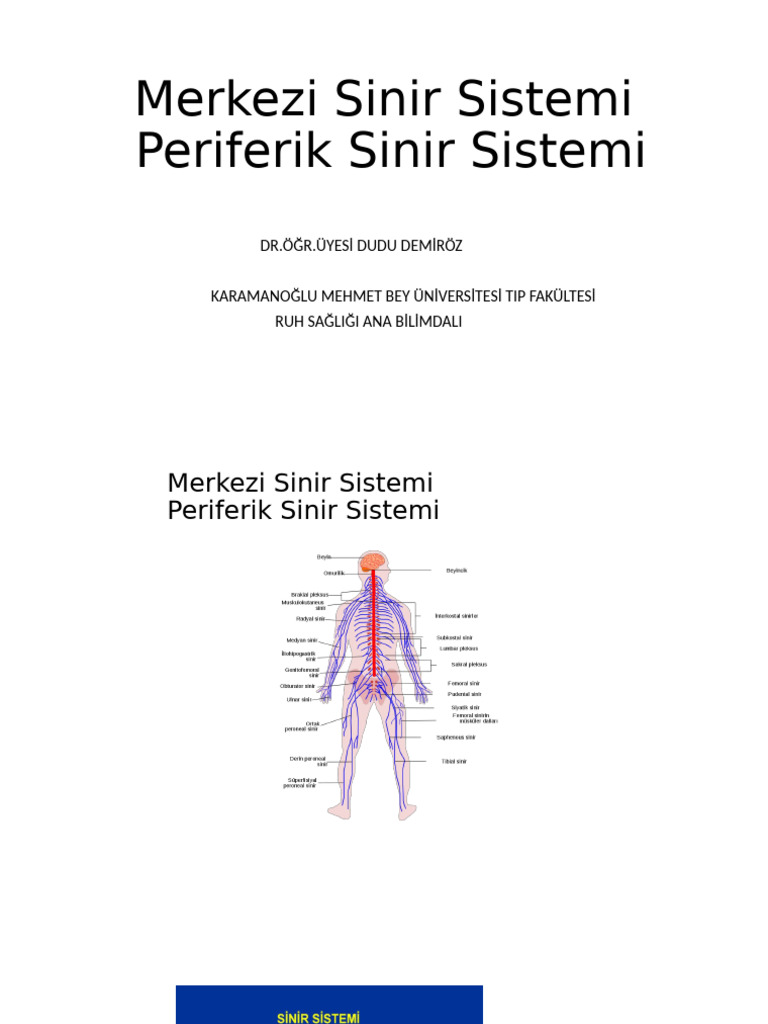 Merkezi Ve Periferik Sinir Sistemi ... | PDF
