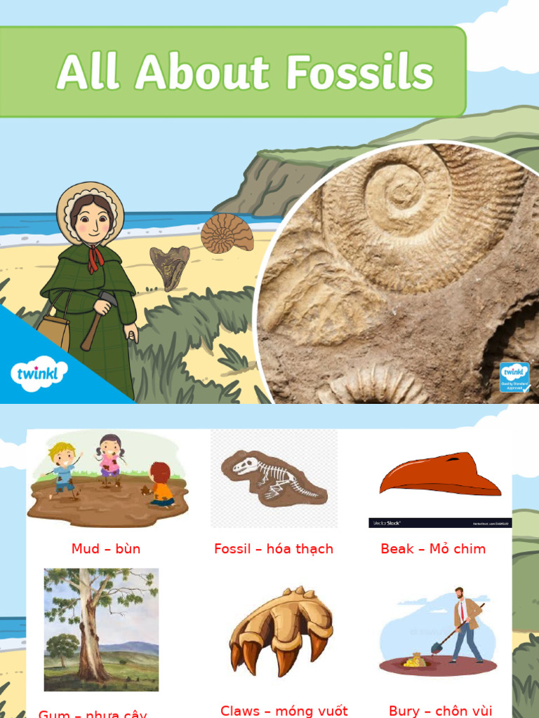 T TP 1655638177 All About Fossils Powerpoint - Ver - 2 | PDF | Fossil ...