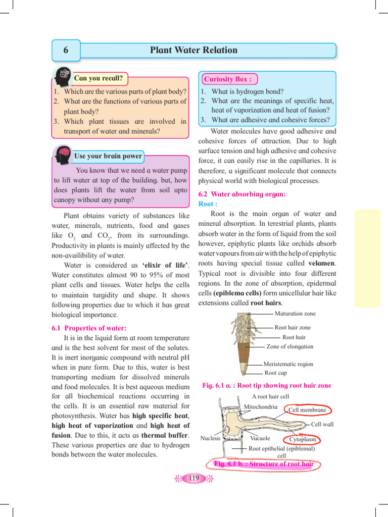 Water's Role in Plant Growth and Absorption | PDF | Osmosis | Stoma
