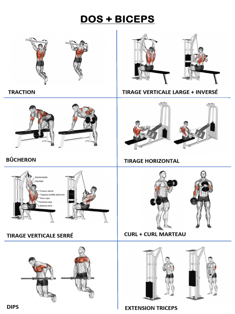 Dos Biceps Exercises | PDF