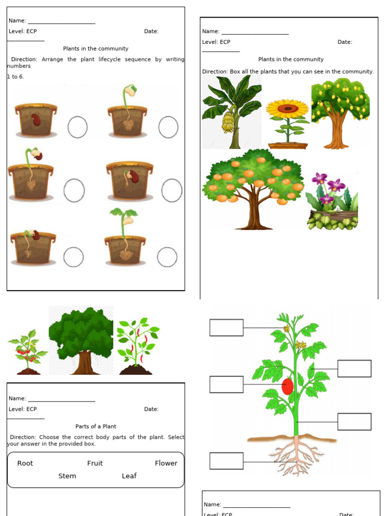 Ecp 3RD and 4TH WK Activities | PDF | Plants | Biology
