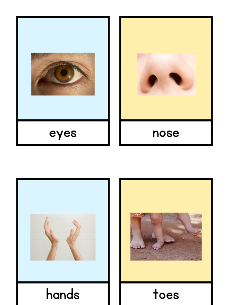 Body Parts Flashcards for Kids | PDF